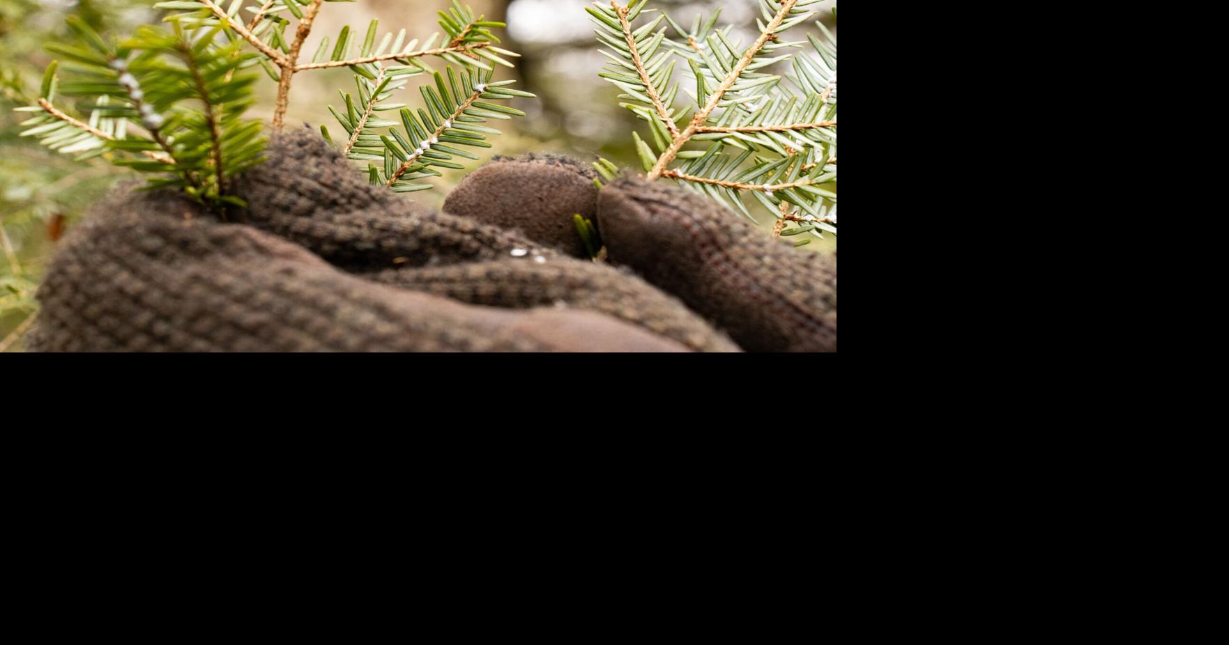 SNP Uses Beetles To Protect Hemlocks From Invasive Species | News ...