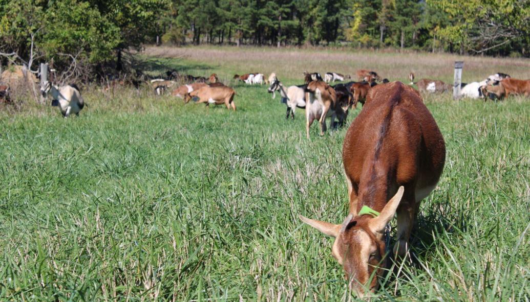 Virginia farmers can now apply for grants to practice regenerative ...