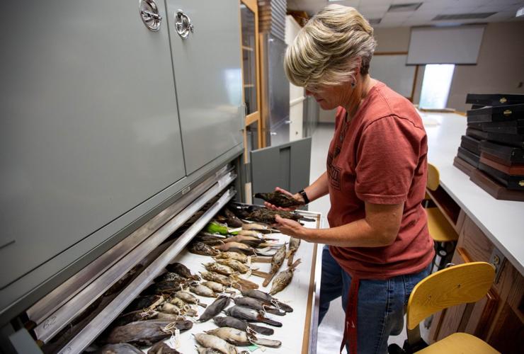 Wildlife Experts Researching Mysterious Illness Killing Birds ...