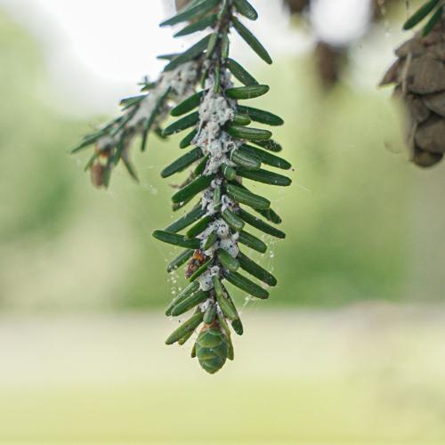 Officials: Invasive insects threaten native plants, agriculture as ...