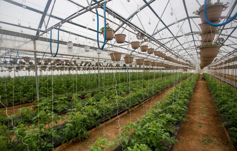 Overlook Produce Highlights Work Done In Ag Community | Rockingham ...