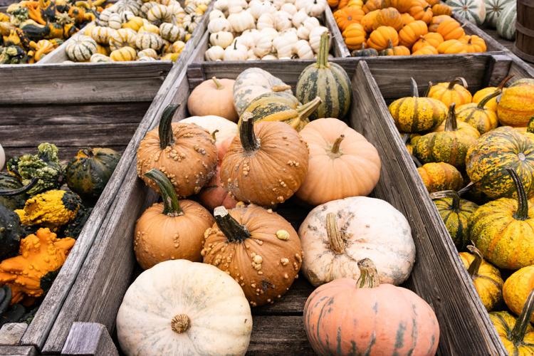 Pumpkins Off The Beaten Path: Produce Ripe For Picking In County | News ...