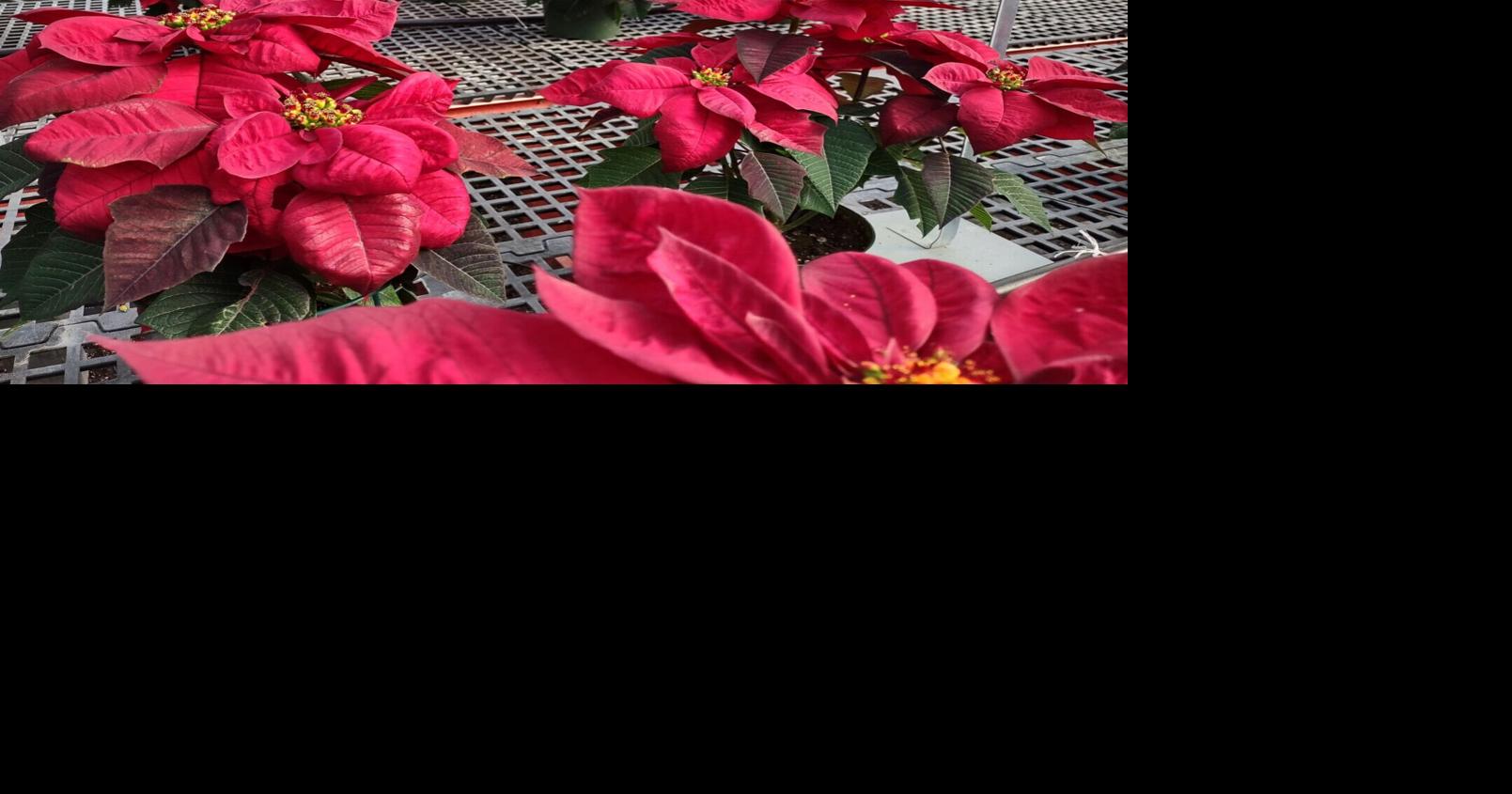 Riverside Plants Finishes Greenhouse Season With Hearty Poinsettia Crop ...