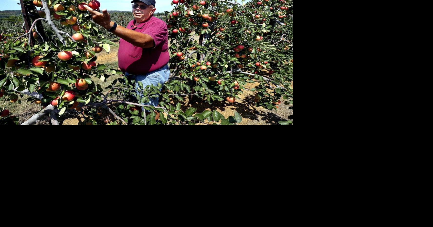 Drought, Other Factors Take Bite Out Of This Season's Apple Crop | News ...