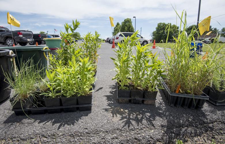 Bio-Retention Area To Benefit Linville Creek Watershed | Dnronline ...