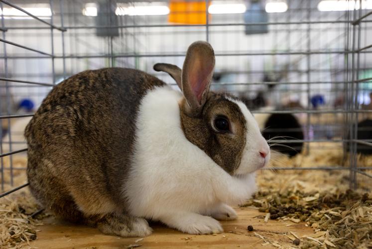 Rockingham County Fair Exhibits To Showoff Talents | News | dnronline.com