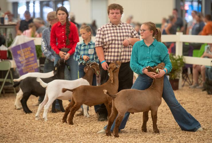 Fair Tuesday Features 4-H & FFA Market Goat Show | | dnronline.com