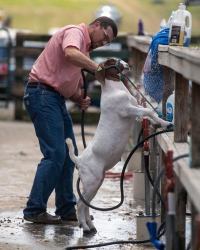 Fair Tuesday Features 4-H & FFA Market Goat Show | | dnronline.com