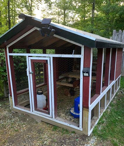 Hens Of Hope: Farm Ministry Launches Backyard Chicken Mission For ...