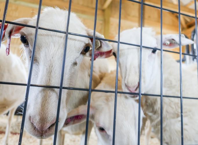 Quicksburg Woman Lives Her Ag Dreams Through Rare Sheep Business ...