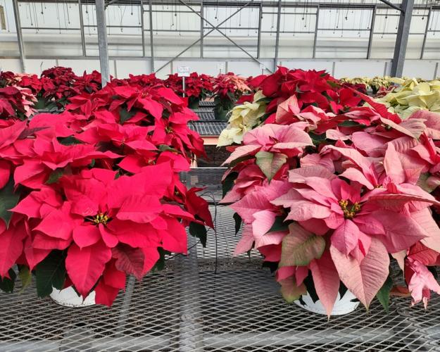 Riverside Plants Finishes Greenhouse Season With Hearty Poinsettia Crop ...
