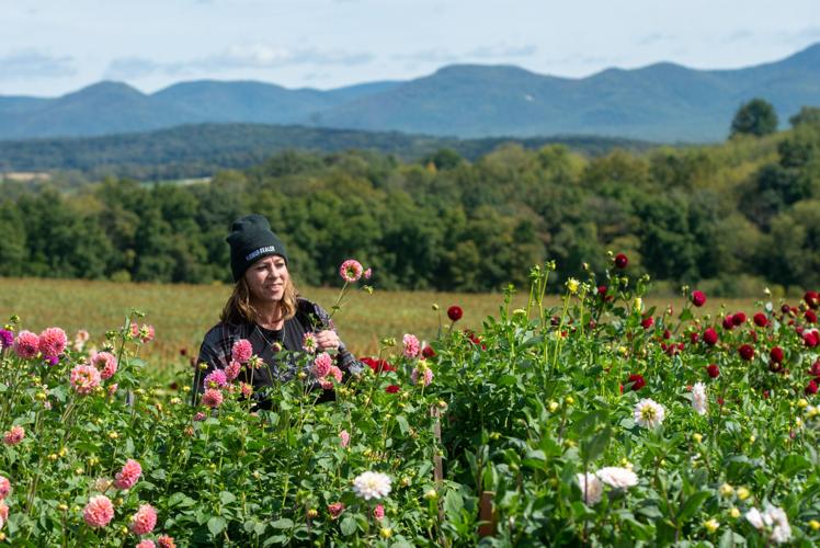 Weyers Cave Farm To Showcase 'Calling Card' November Heirloom Mum Crop ...