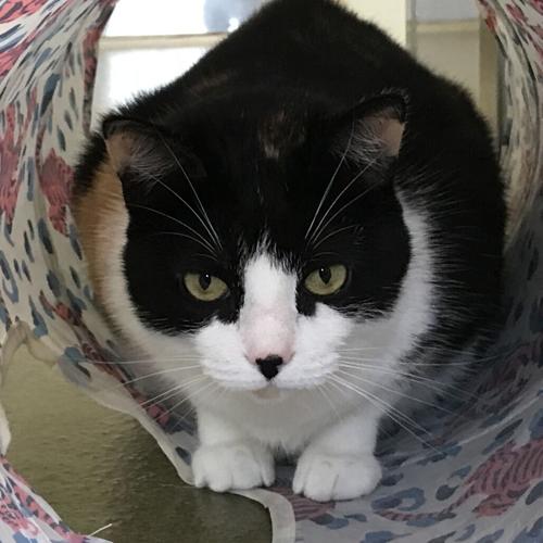 Pet of the Week | Pets And Animals | dnronline.com