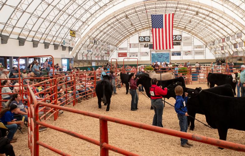 'A Lot Of Work': After Months Of Raising Livestock, Young Exhibitors ...