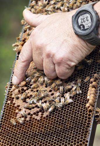 Saving the bees: Fort Valley beekeepers fight climate change, invasive ...