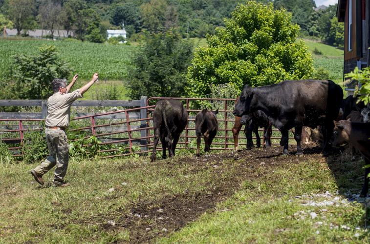 A Day On Zion's Farm | Photo | dnronline.com