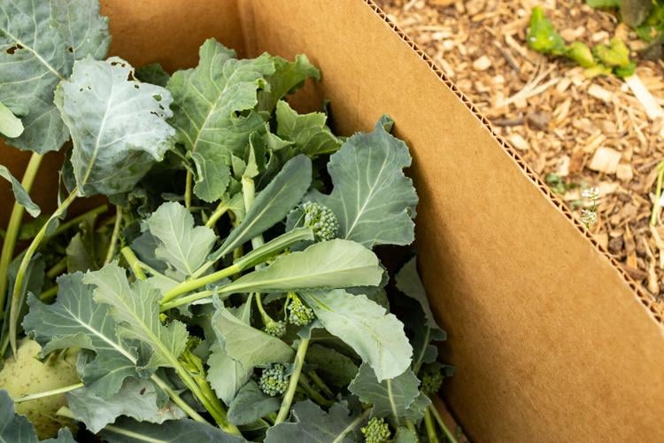 Cross Keys Farm Prepares Orchards, Row Crops For Cold Season | News ...