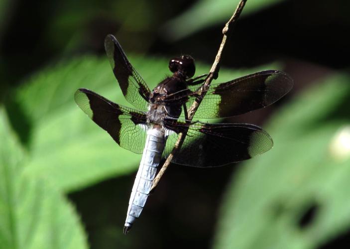 White-Tailed Dragonflies Will Keep You Company | Dnronline | dnronline.com
