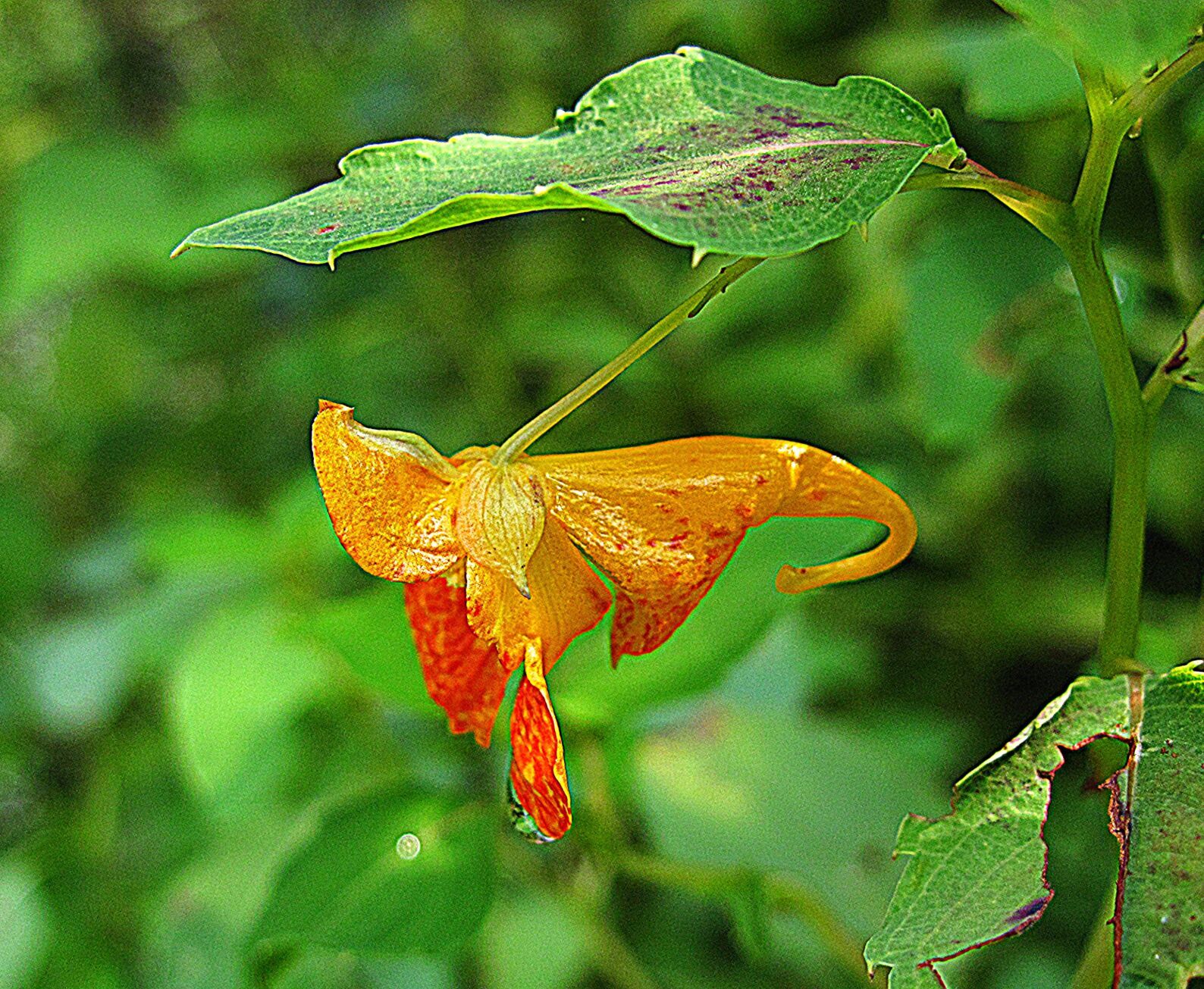 Nature Notes: Spotted jewelweed has benefits | Outdoors | dnronline.com