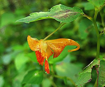 Nature Notes: Spotted jewelweed has benefits | Outdoors | dnronline.com