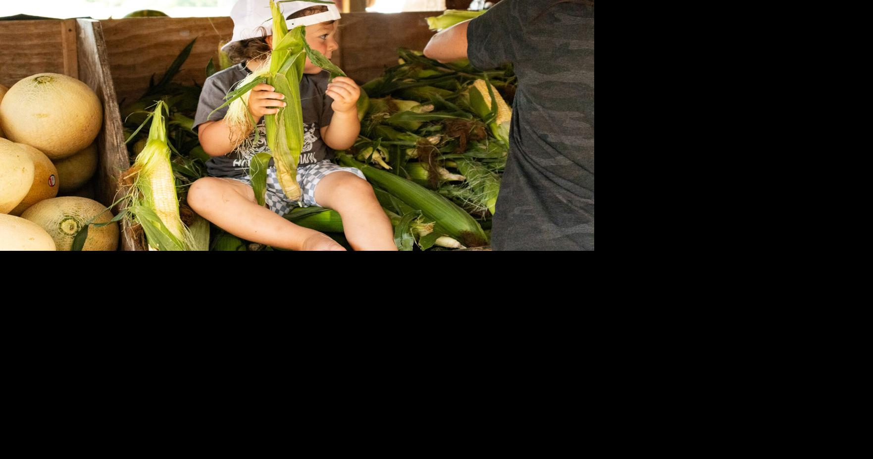 Local Sweet Corn Gives Seasonal Flavor To Massanutten Produce | News ...