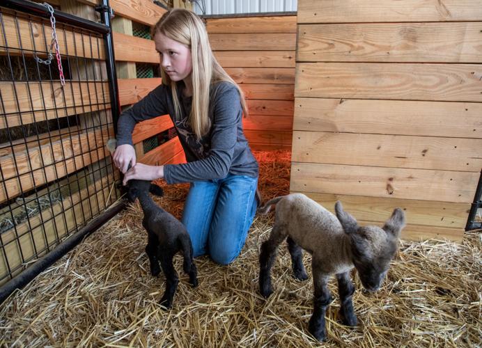 Can ewe believe it? Mount Crawford lamb gives birth to rare quadruplets ...