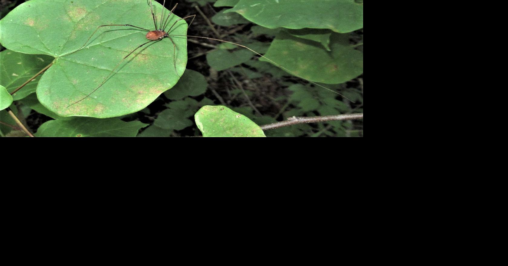 Real-Life Nature Stories | e-Edition | dnronline.com