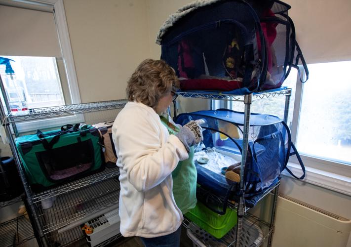 Mount Solon nonprofit teaches about importance of bats | Outdoors ...