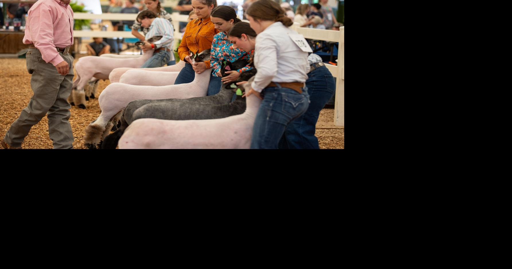 Market Lamb Show Teaches Youth About Raising, Showing Livestock | News ...