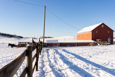 Slaughter Cows Three To Six Dollars Higher Per Hundredweight | News | dnronline.com