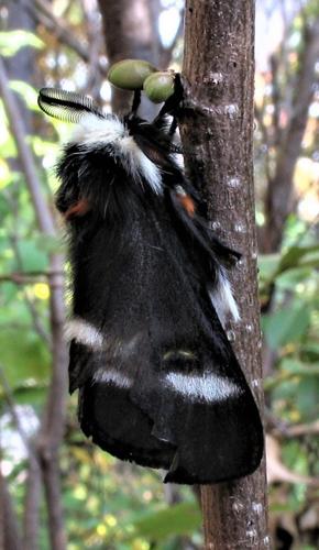 Dressed For Halloween — Day-Flying Buck Moths | Lifestyle | dnronline.com