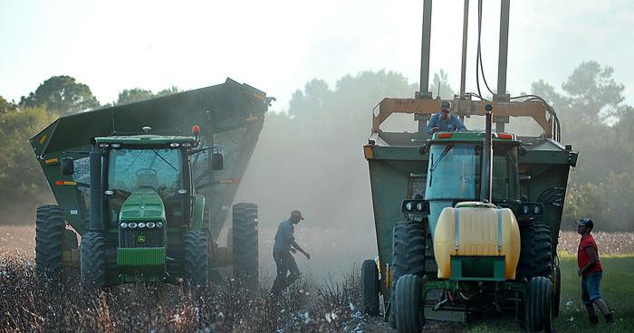 Autumn harvest enters final phase for Double J Farms