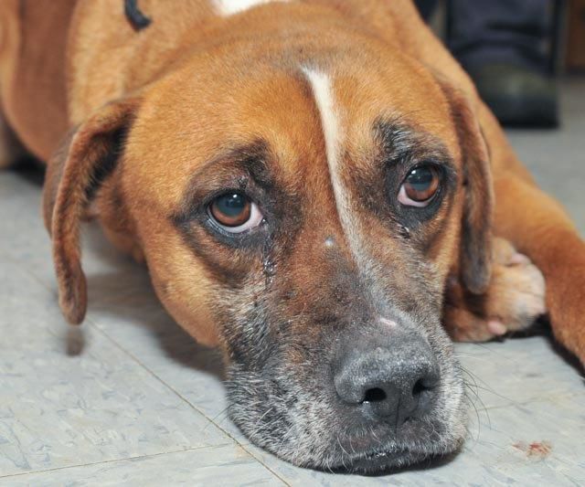 Adopt a new friend at the Dothan Animal Shelter | Local | dothaneagle.com