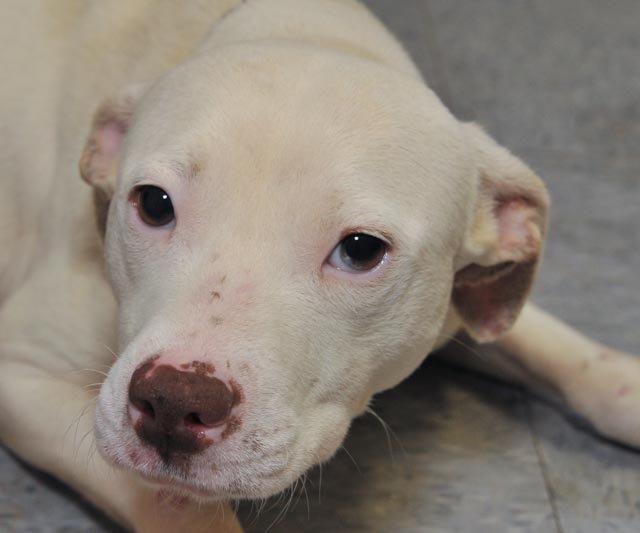 Adopt a new friend at the Dothan Animal Shelter | Local | dothaneagle.com