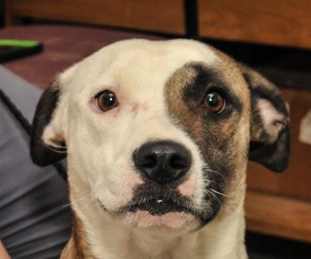 Adopt a new friend at the Dothan Animal Shelter | Local | dothaneagle.com