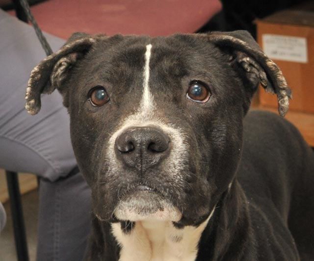 Adopt a new friend at the Dothan Animal Shelter | Local | dothaneagle.com