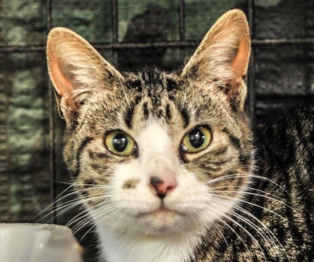 Adopt a new friend at the Dothan Animal Shelter | Local | dothaneagle.com