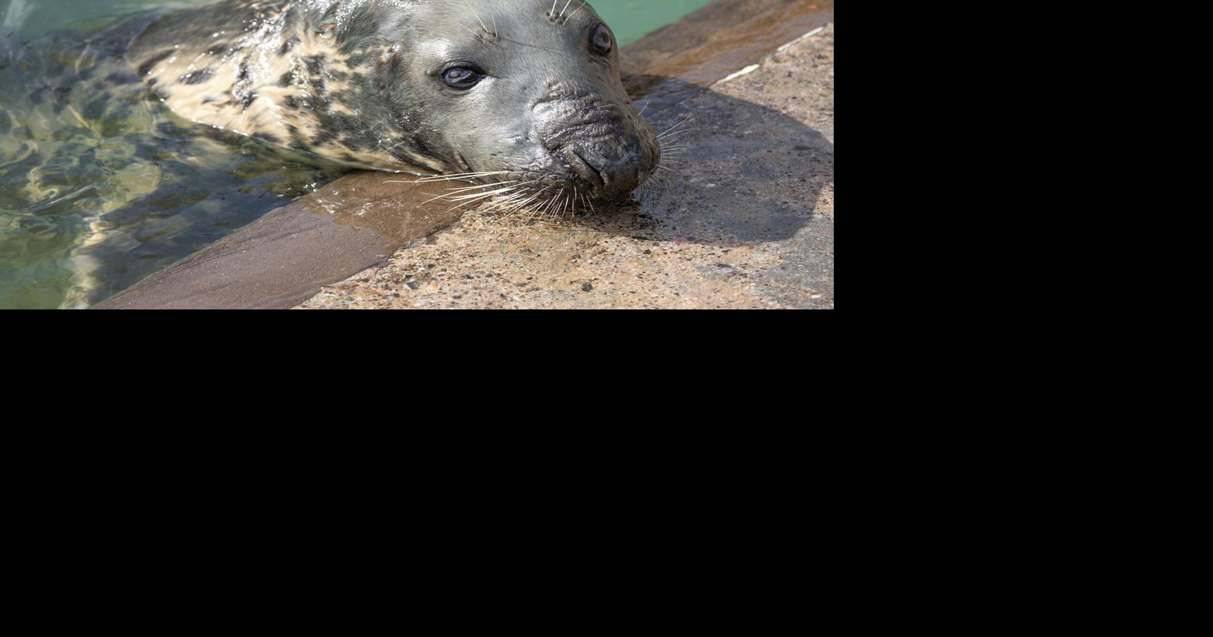 50-year-old seal may be the oldest in captivity