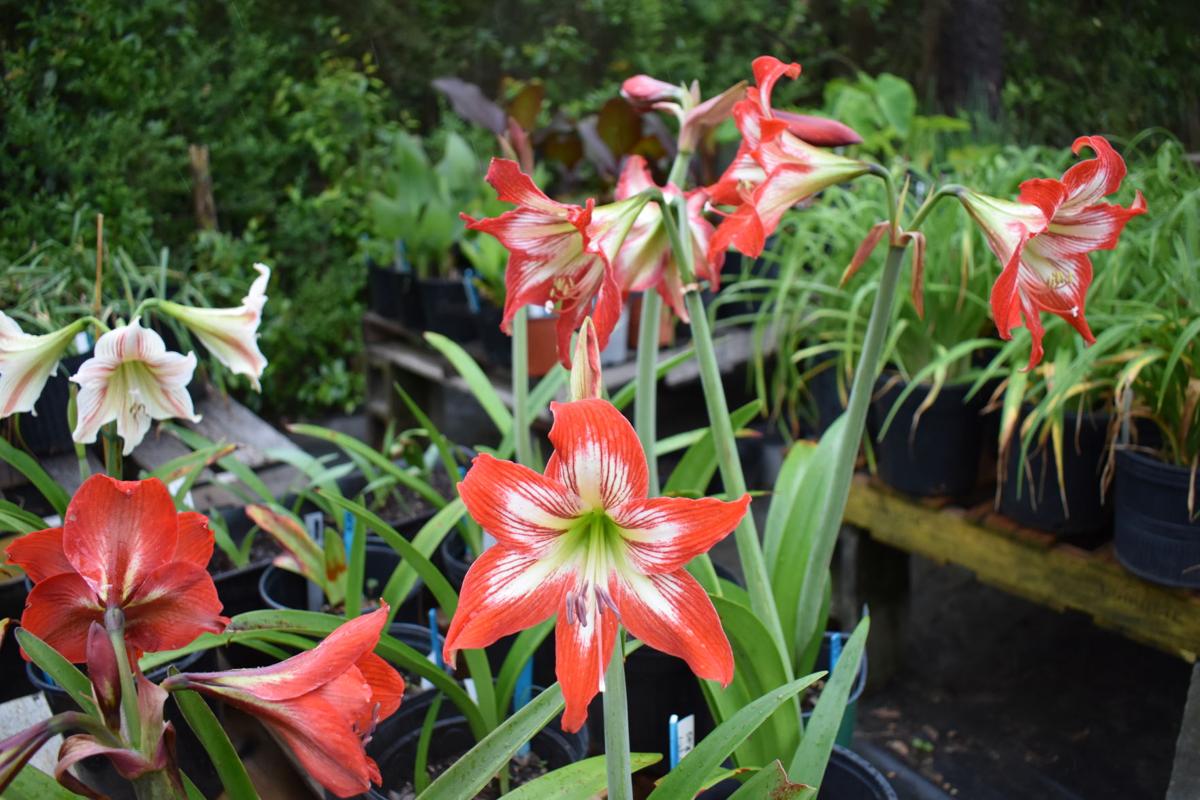 2019 Wiregrass Master Gardeners spring plant sale