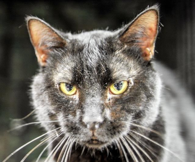 Adopt a new friend at the Dothan Animal Shelter | Local | dothaneagle.com