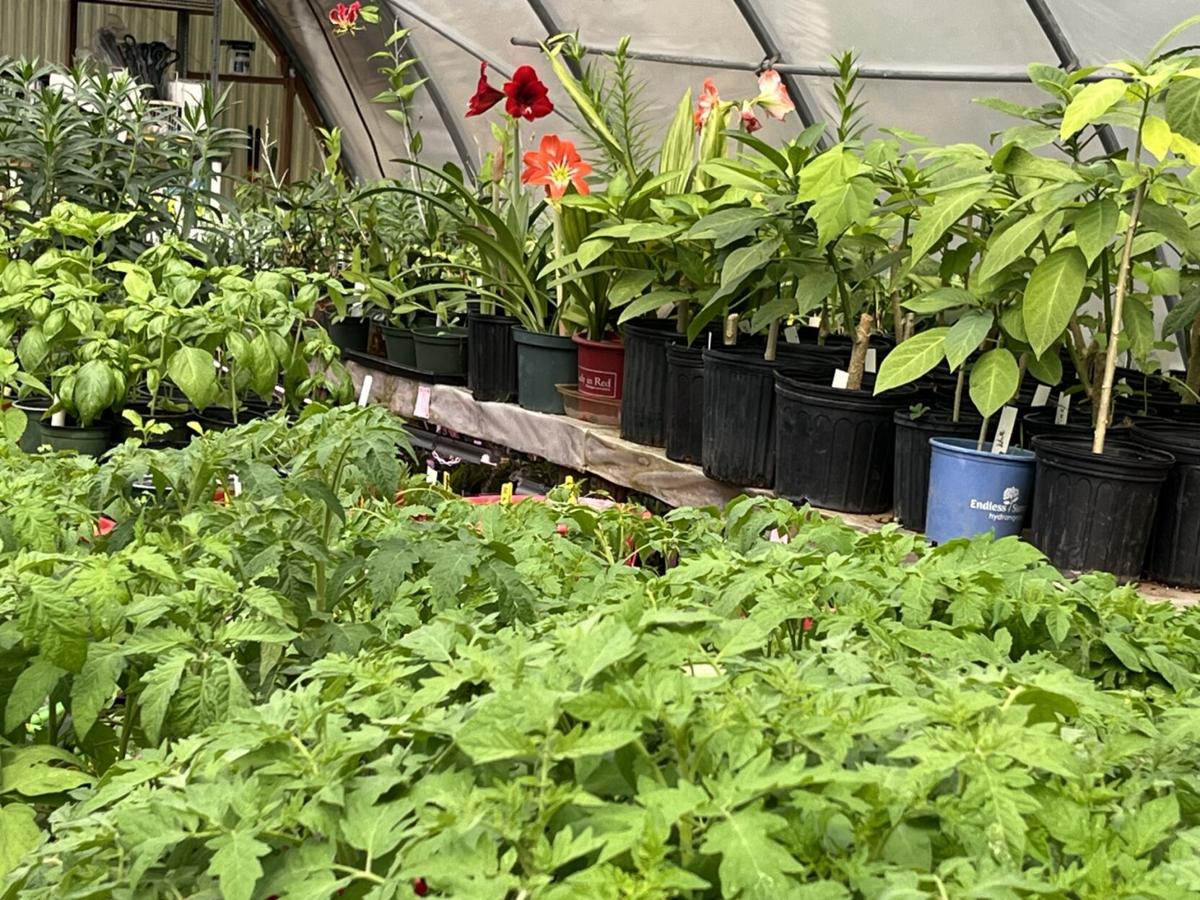 Wiregrass Master Gardeners Spring Plant Sale set