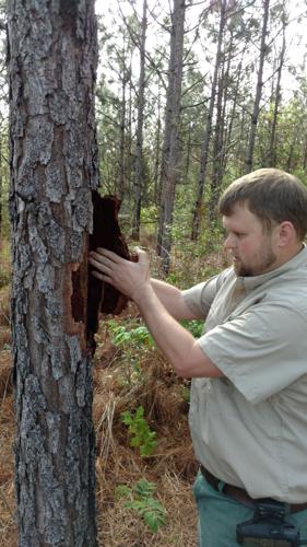 Outbreak of Ips Bark Beetles "hitting our pines very hard"