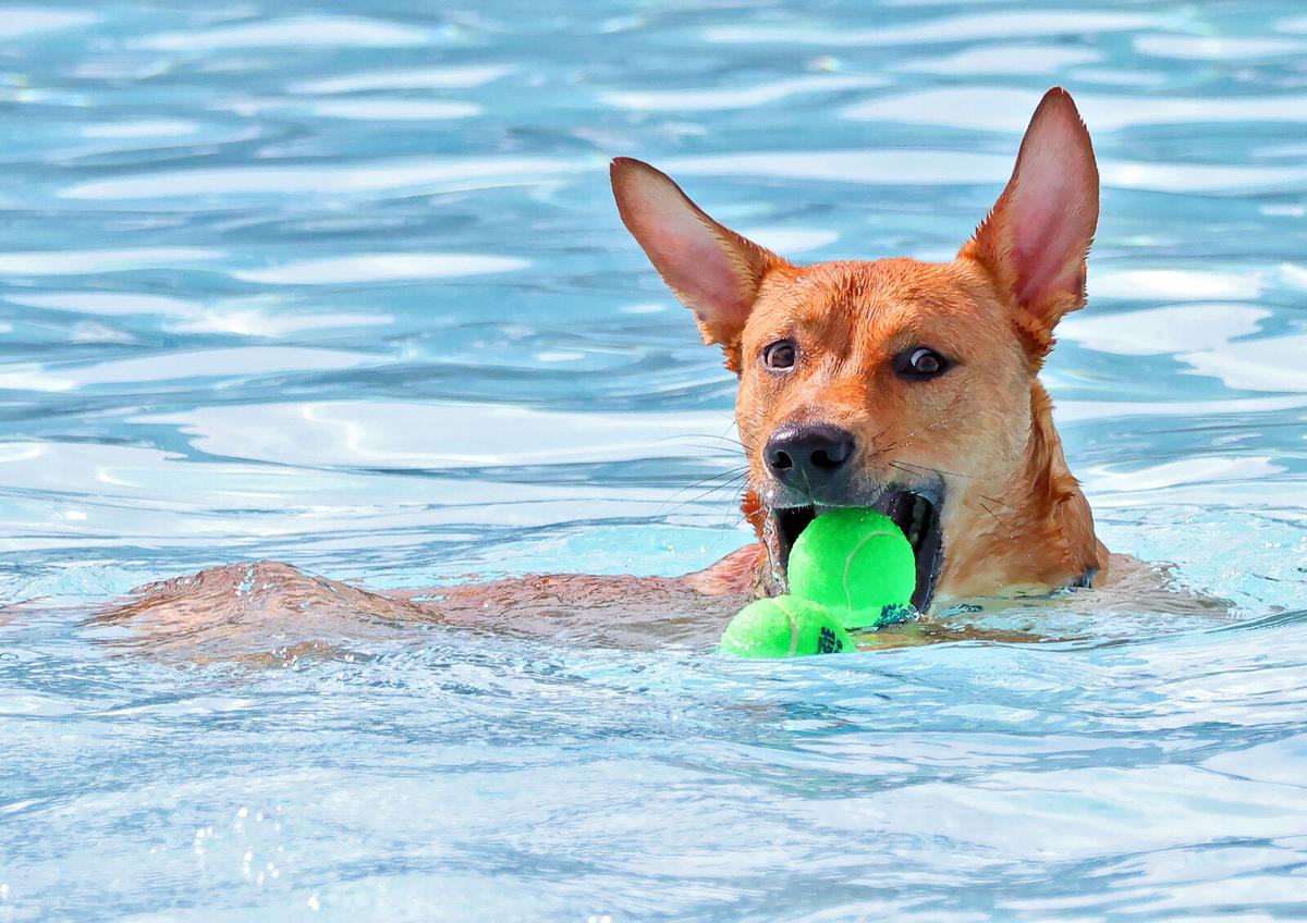 dothan eagle e edition