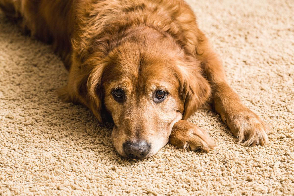 Nonprofits request Enterprise waive pound fees