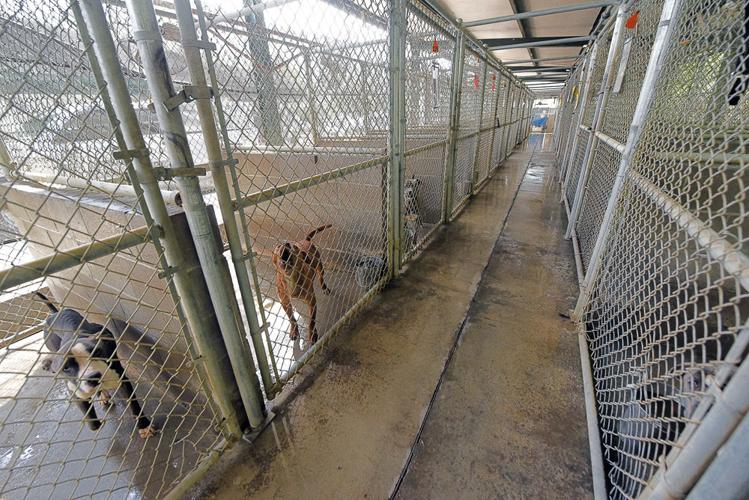 Animal shelter movement kicks into high gear