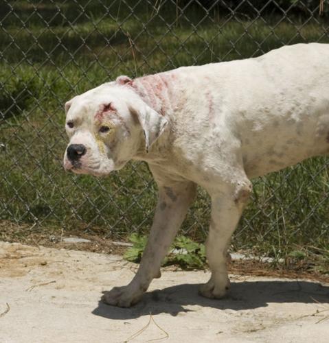 Dog shot with arrow survives
