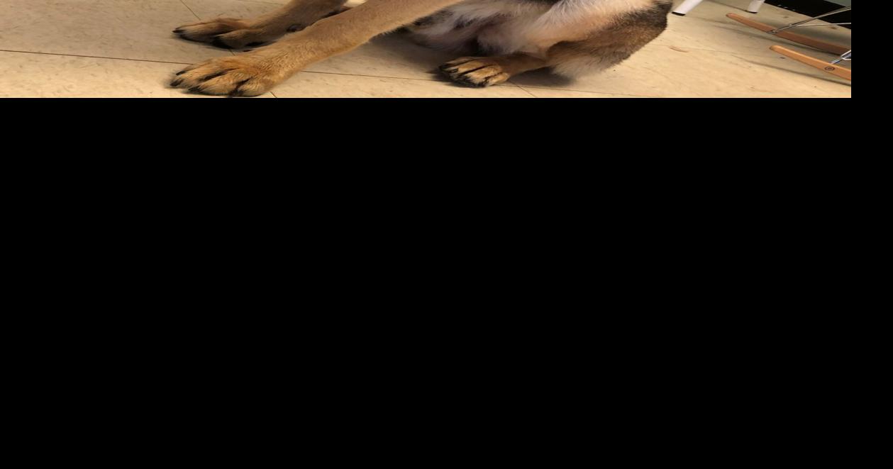 Gypsy Pet Spa offers at-home nail trims