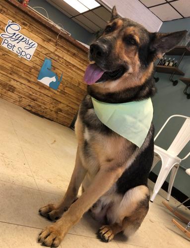 Gypsy Pet Spa offers at-home nail trims