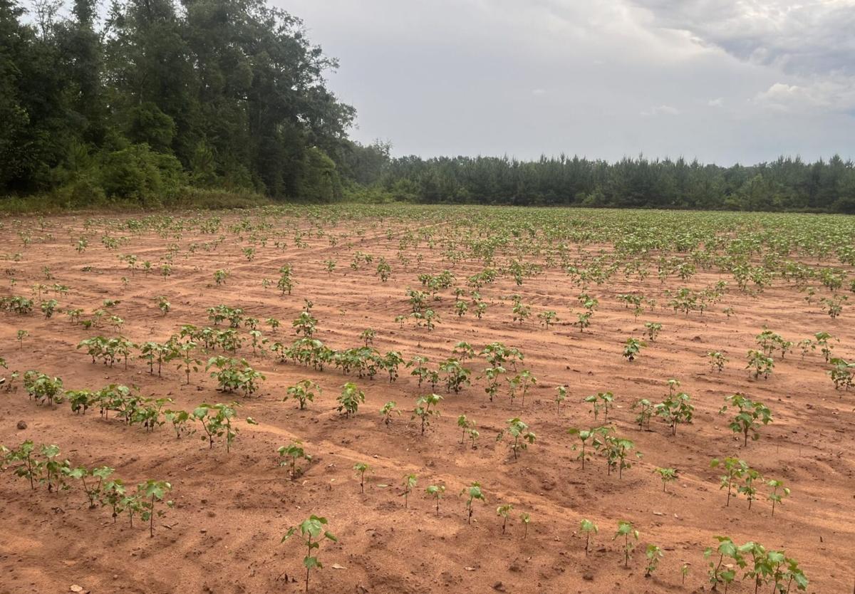 Finding solutions to deer damage in crops