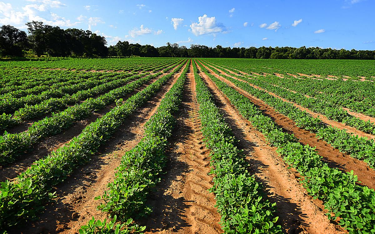 Alabama Agriculture Crops